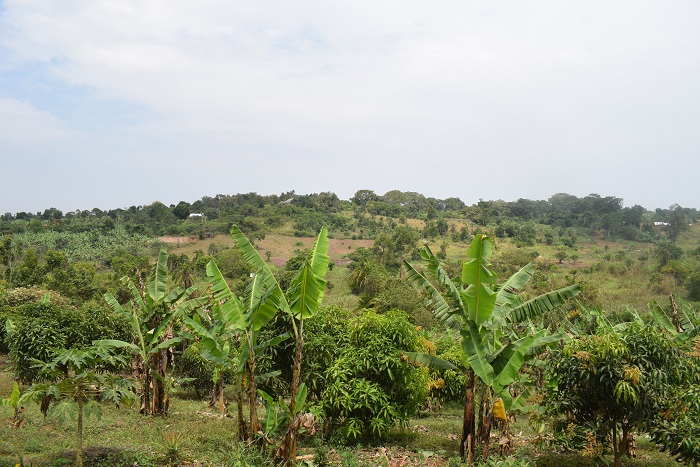 LAND FOR SALE IN SEMUTO MATUGGA - Spectrum Real Estate Solutions