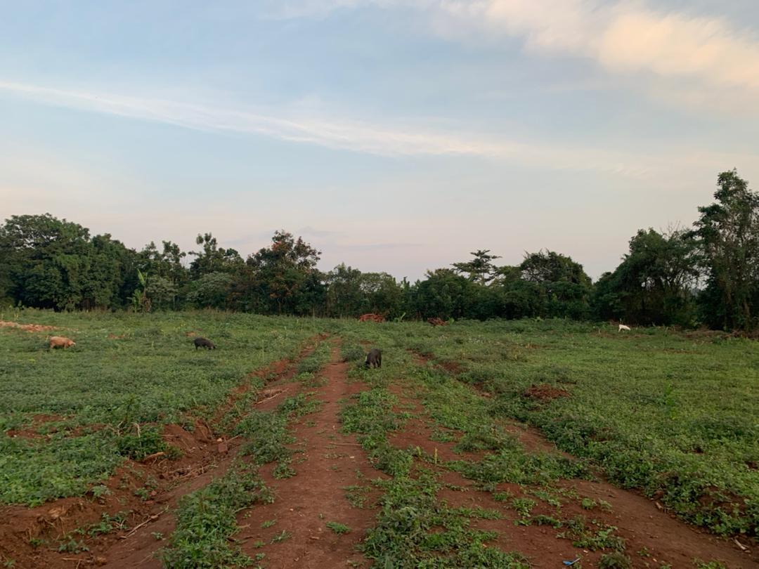 PLOTS FOR SALE NAKASAJJA GAYAZA - Spectrum Real Estate Solutions